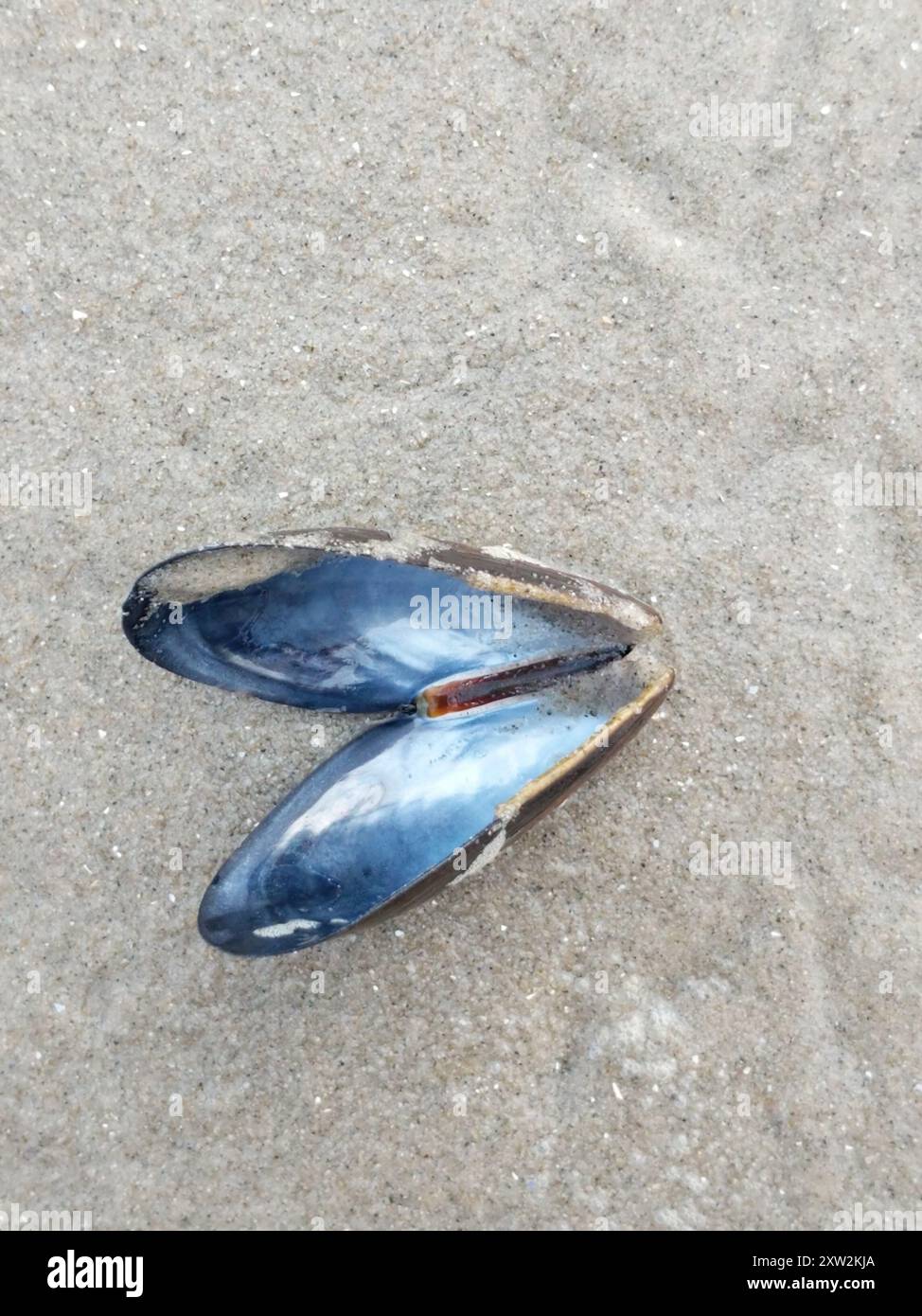 Blue Mussel (Mytilus edulis) Mollusca Stock Photo - Alamy