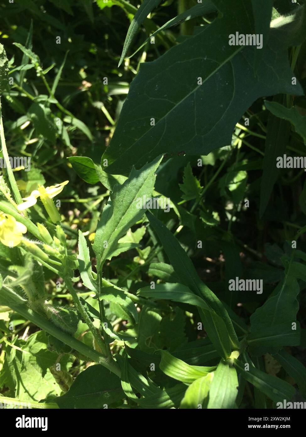 Jointed Charlock (Raphanus raphanistrum) Plantae Stock Photo - Alamy