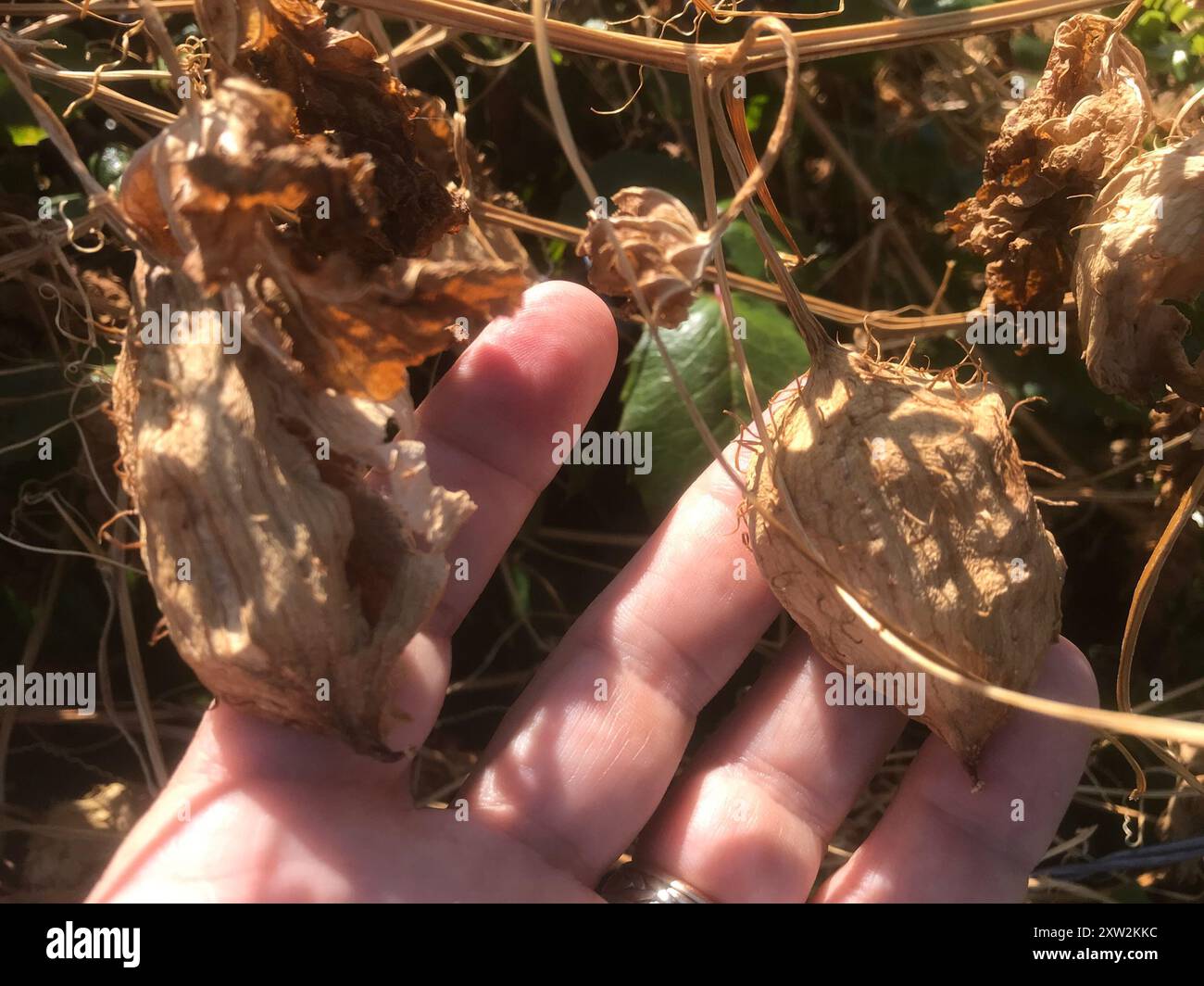 coastal manroot (Marah oregana) Plantae Stock Photo - Alamy