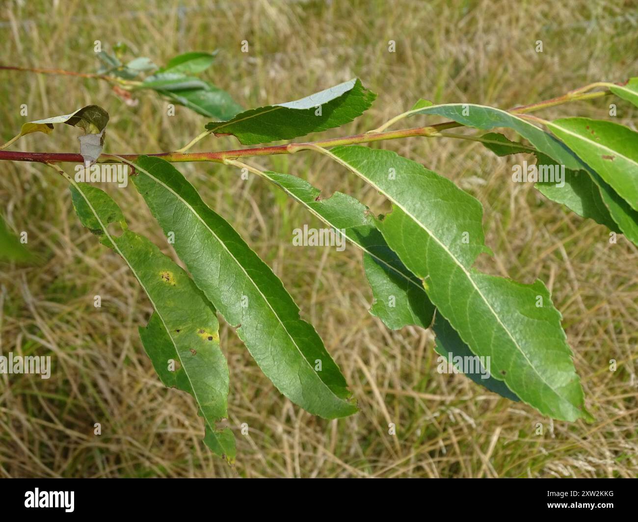 pussy willow (Salix discolor) Plantae Stock Photo - Alamy