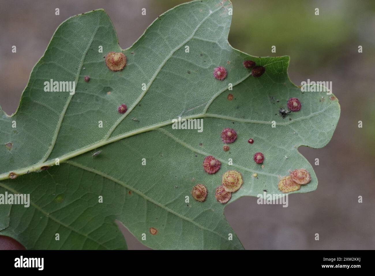 Common Spangle Gall Wasp (Neuroterus quercusbaccarum) Insecta Stock ...