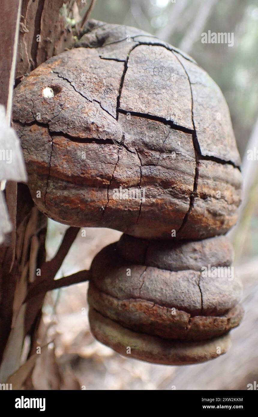 southern bracket (Ganoderma australe) Fungi Stock Photo - Alamy