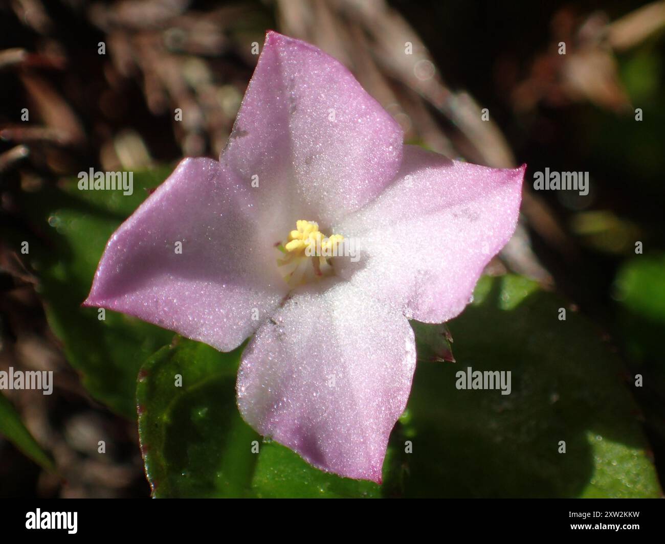 (Sarcopyramis napalensis delicata) Plantae Stock Photo - Alamy