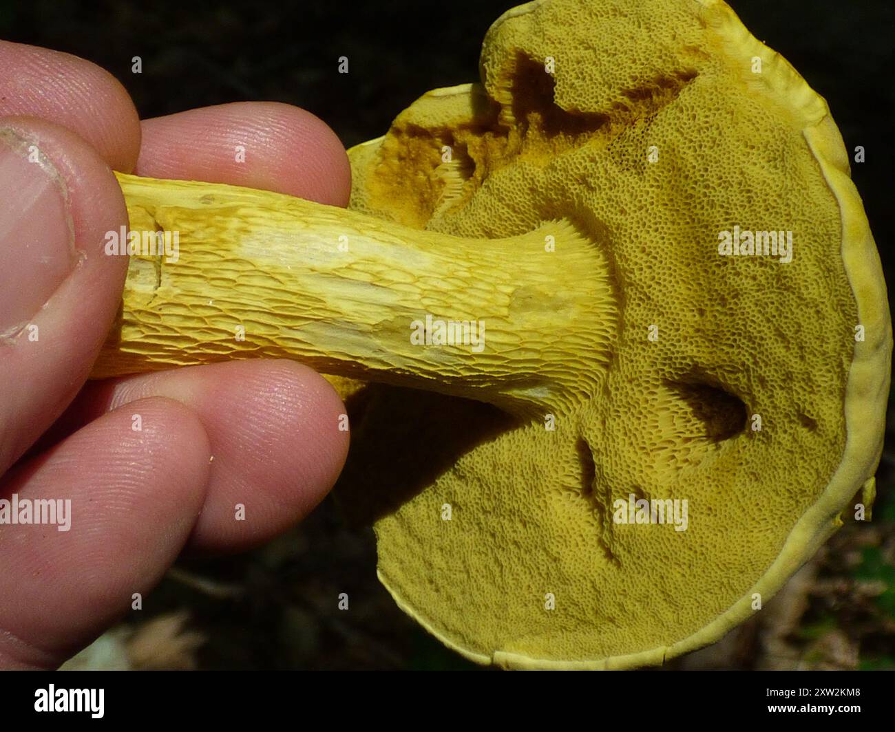 Ornate-stalked bolete (Retiboletus ornatipes) Fungi Stock Photo - Alamy