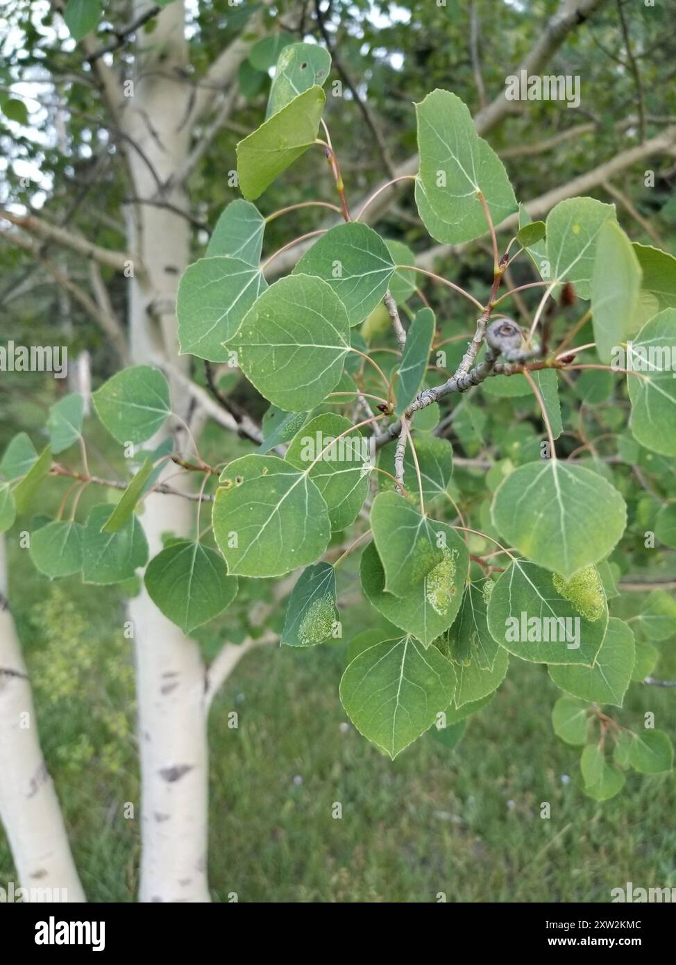 trembling aspen (Populus tremuloides) Plantae Stock Photo - Alamy