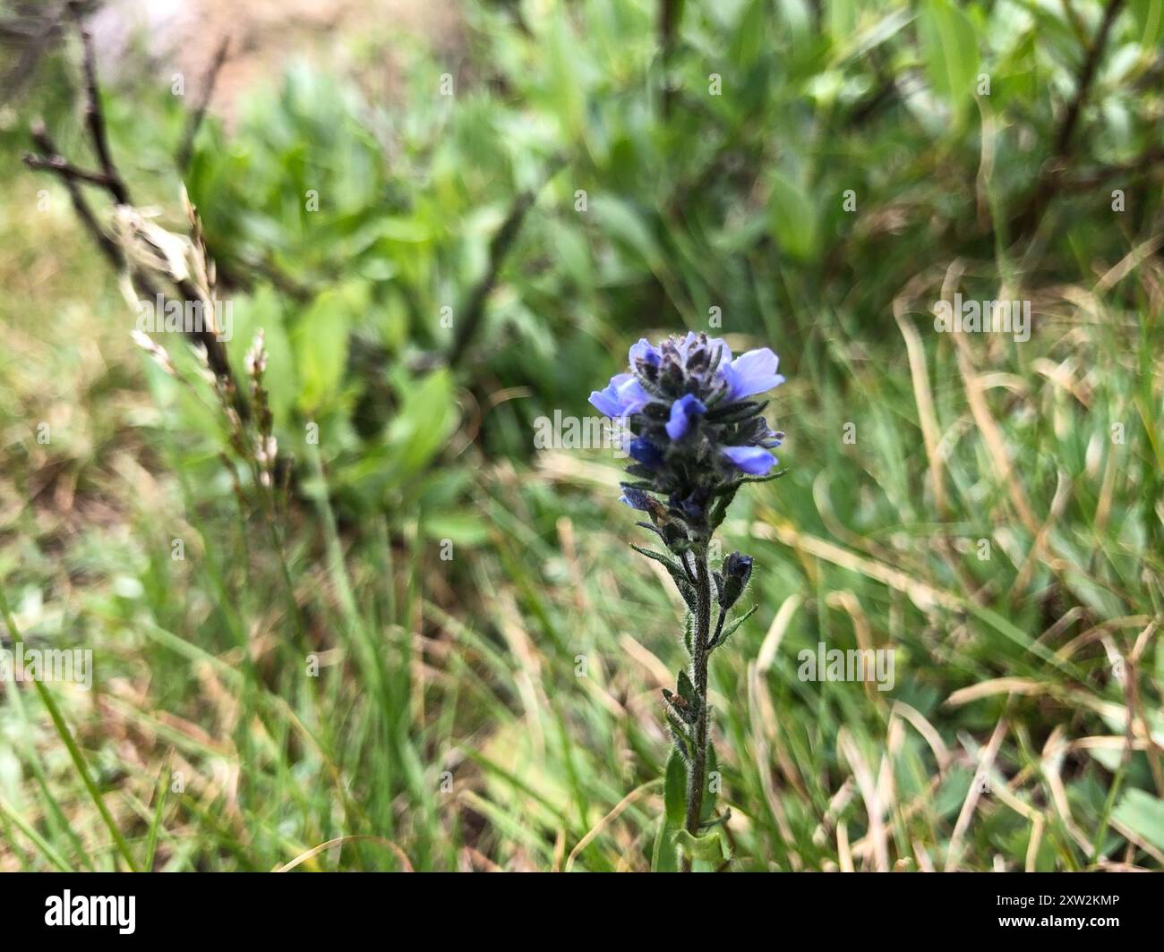 American alpine speedwell (Veronica wormskjoldii) Plantae Stock Photo ...
