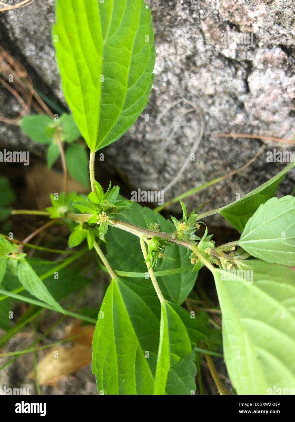 common copperleaf (Acalypha rhomboidea) Plantae Stock Photo - Alamy