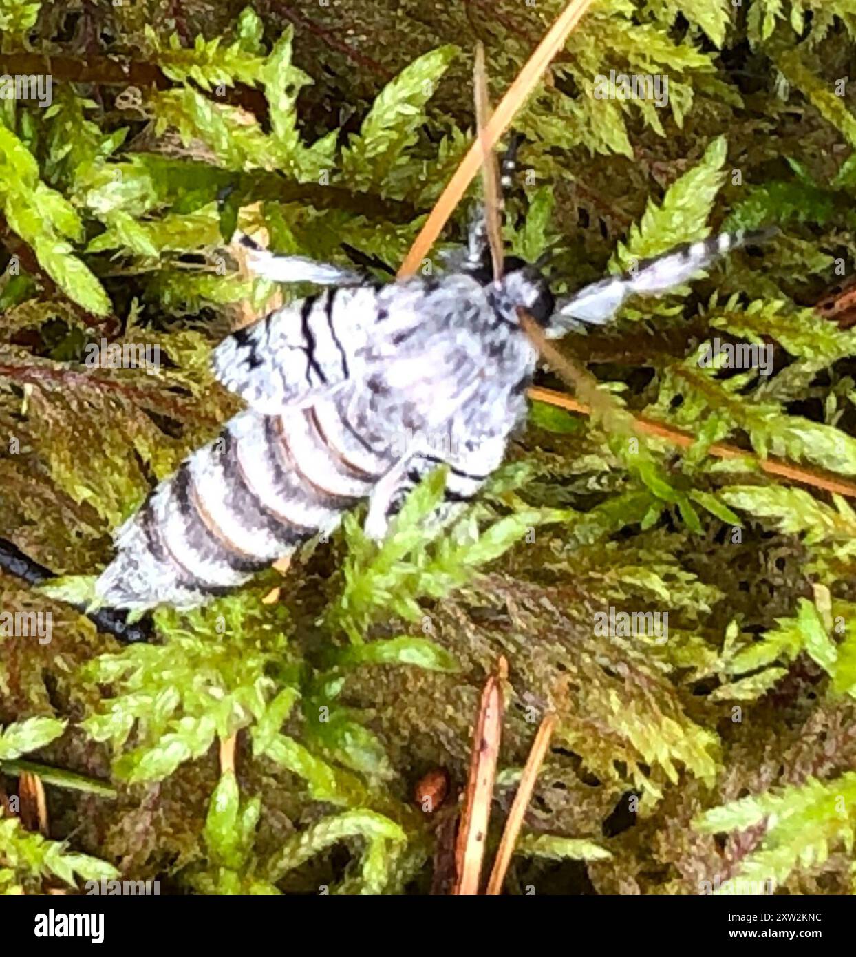 Eastern Panthea Moth (Panthea furcilla) Insecta Stock Photo - Alamy