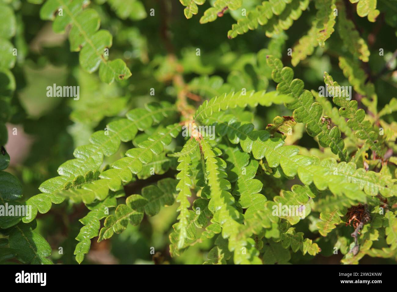 sweetfern (Comptonia peregrina) Plantae Stock Photo - Alamy