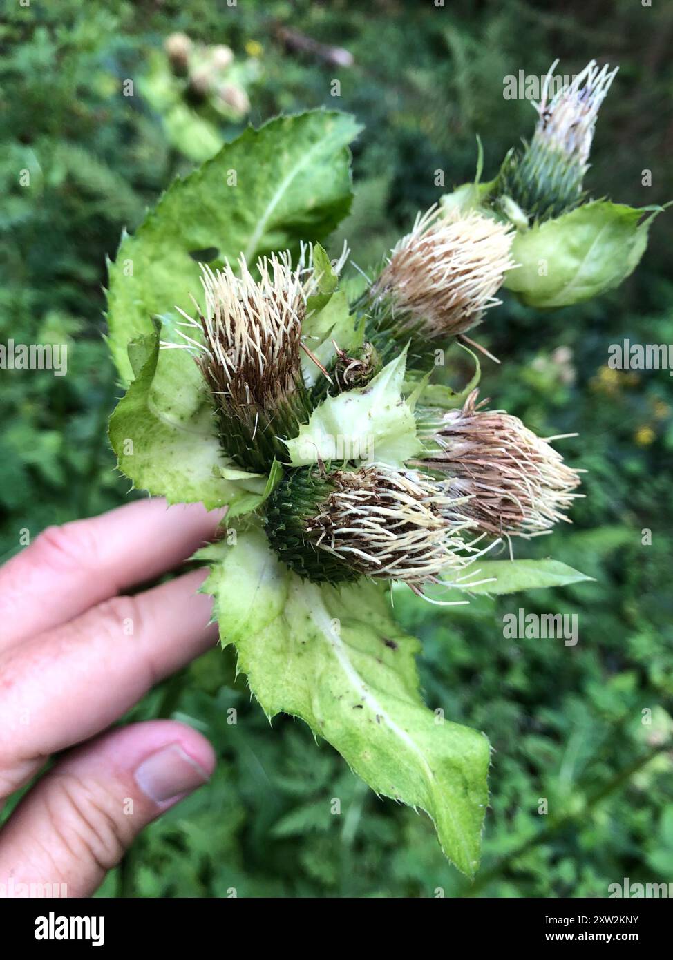 Cabbage Thistle (Cirsium oleraceum) Plantae Stock Photo - Alamy