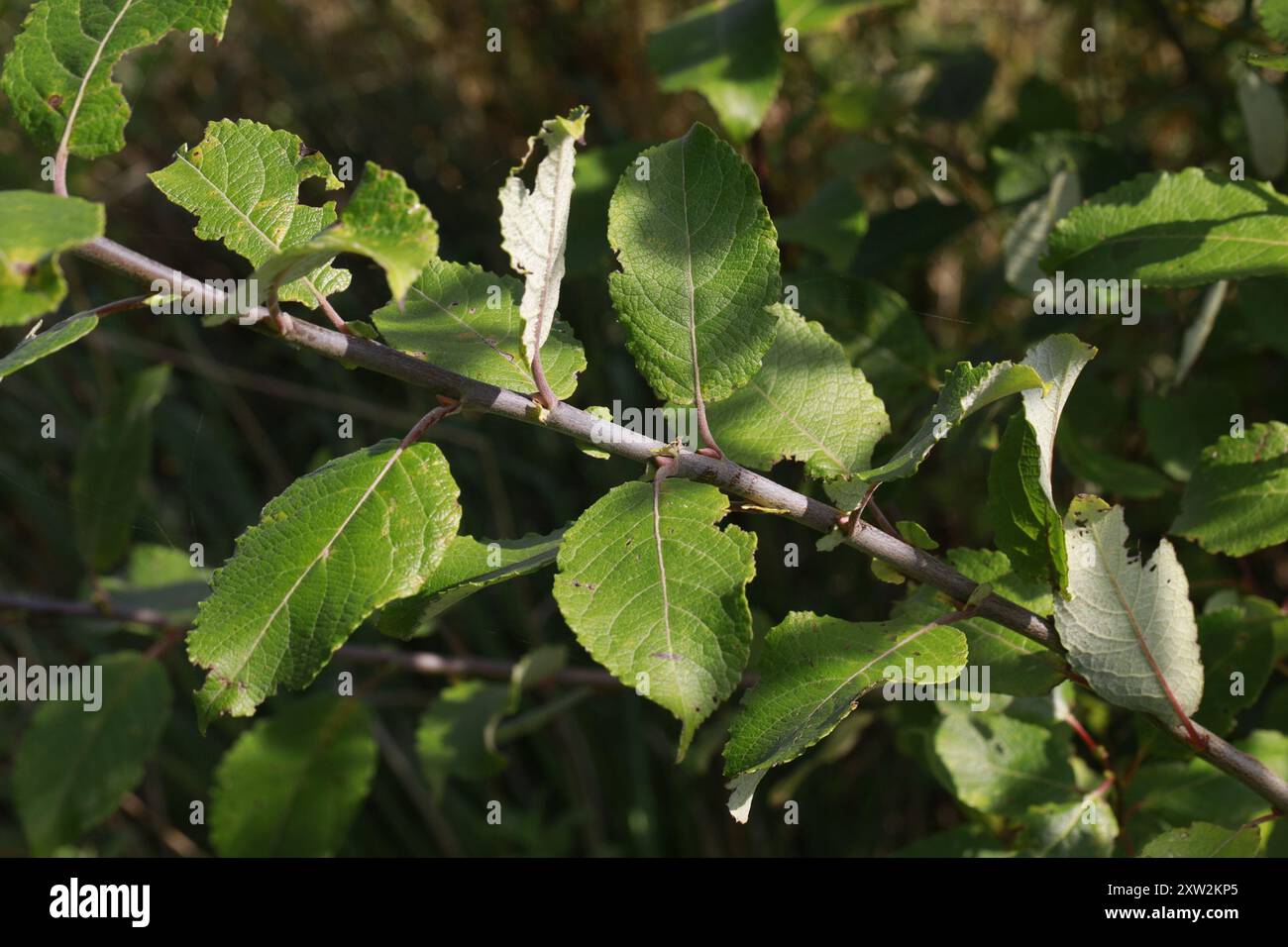 goat willow (Salix caprea) Plantae Stock Photo - Alamy
