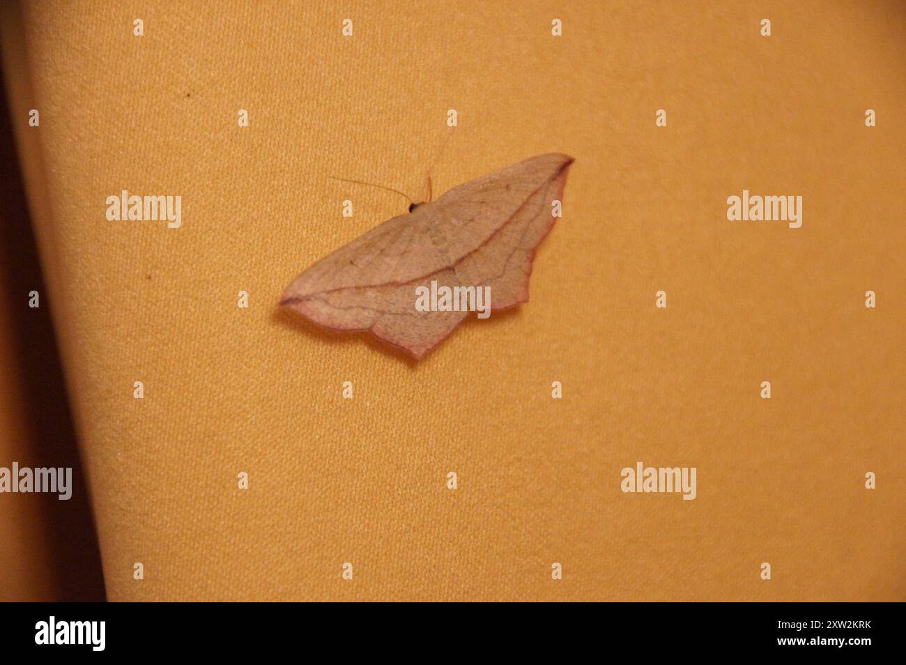 Blood Vein (Timandra comae) Insecta Stock Photo - Alamy