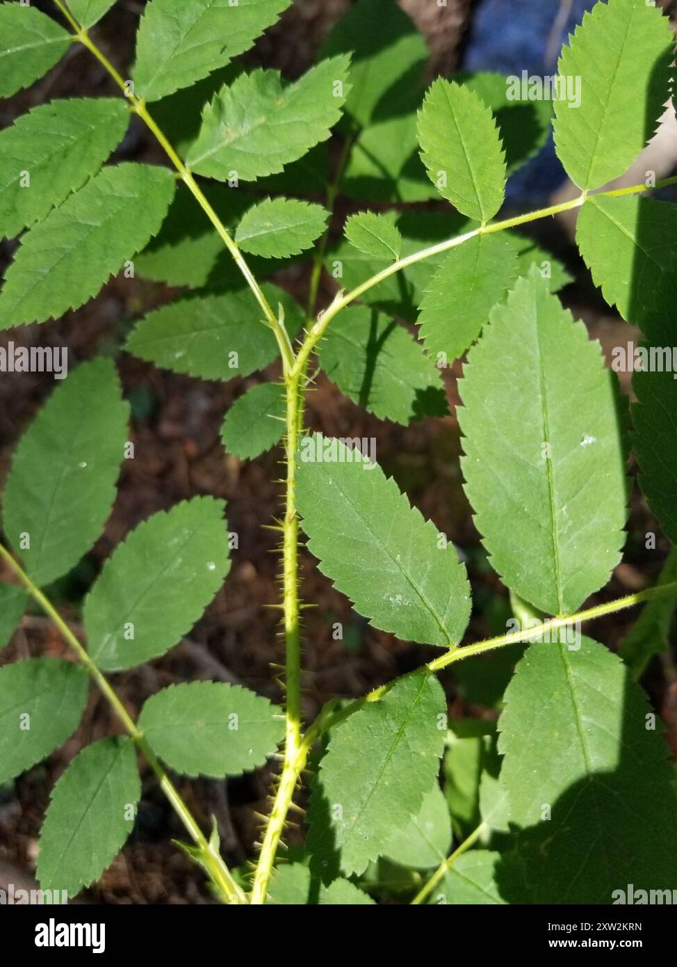 Woods' rose (Rosa woodsii) Plantae Stock Photo - Alamy