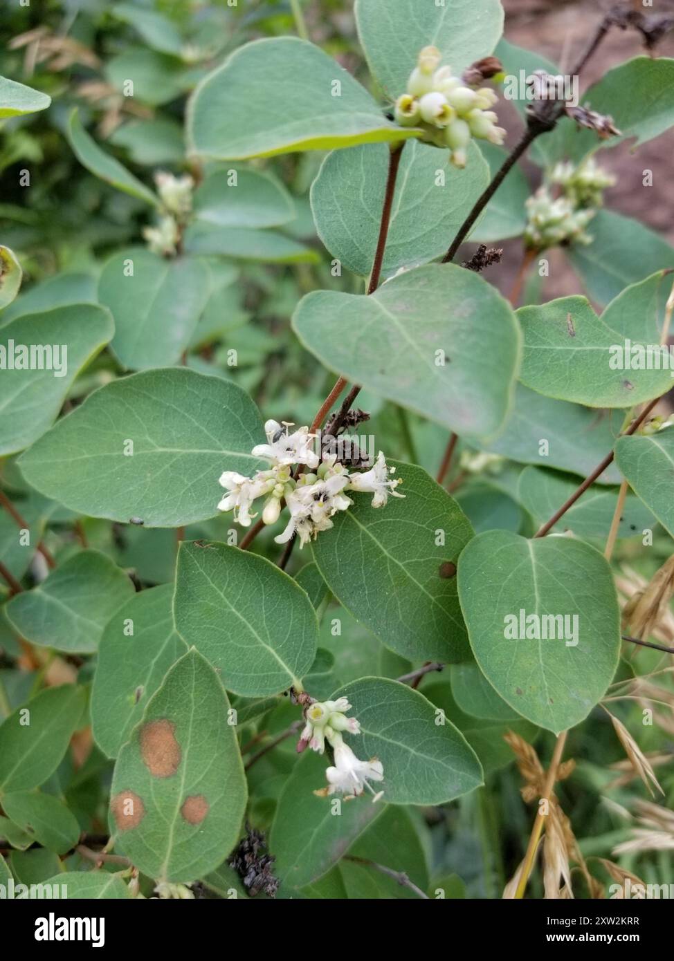 Western Snowberry (Symphoricarpos occidentalis) Plantae Stock Photo - Alamy
