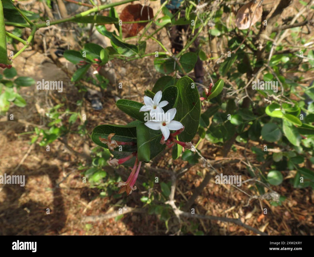 Bengal currant (Carissa carandas) Plantae Stock Photo - Alamy