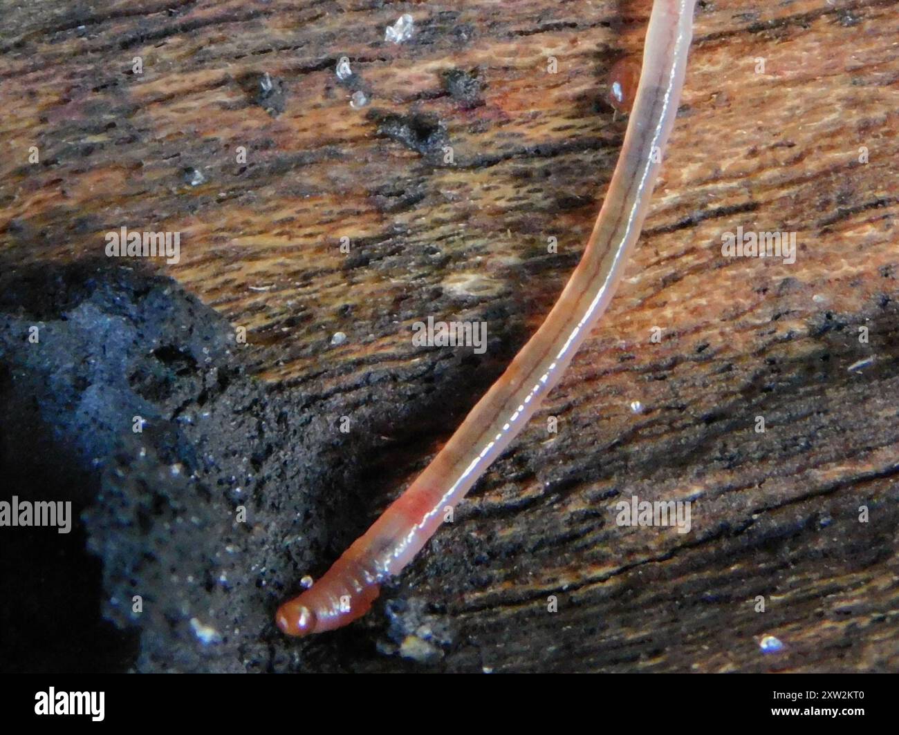Mesostigmata hi-res stock photography and images - Alamy