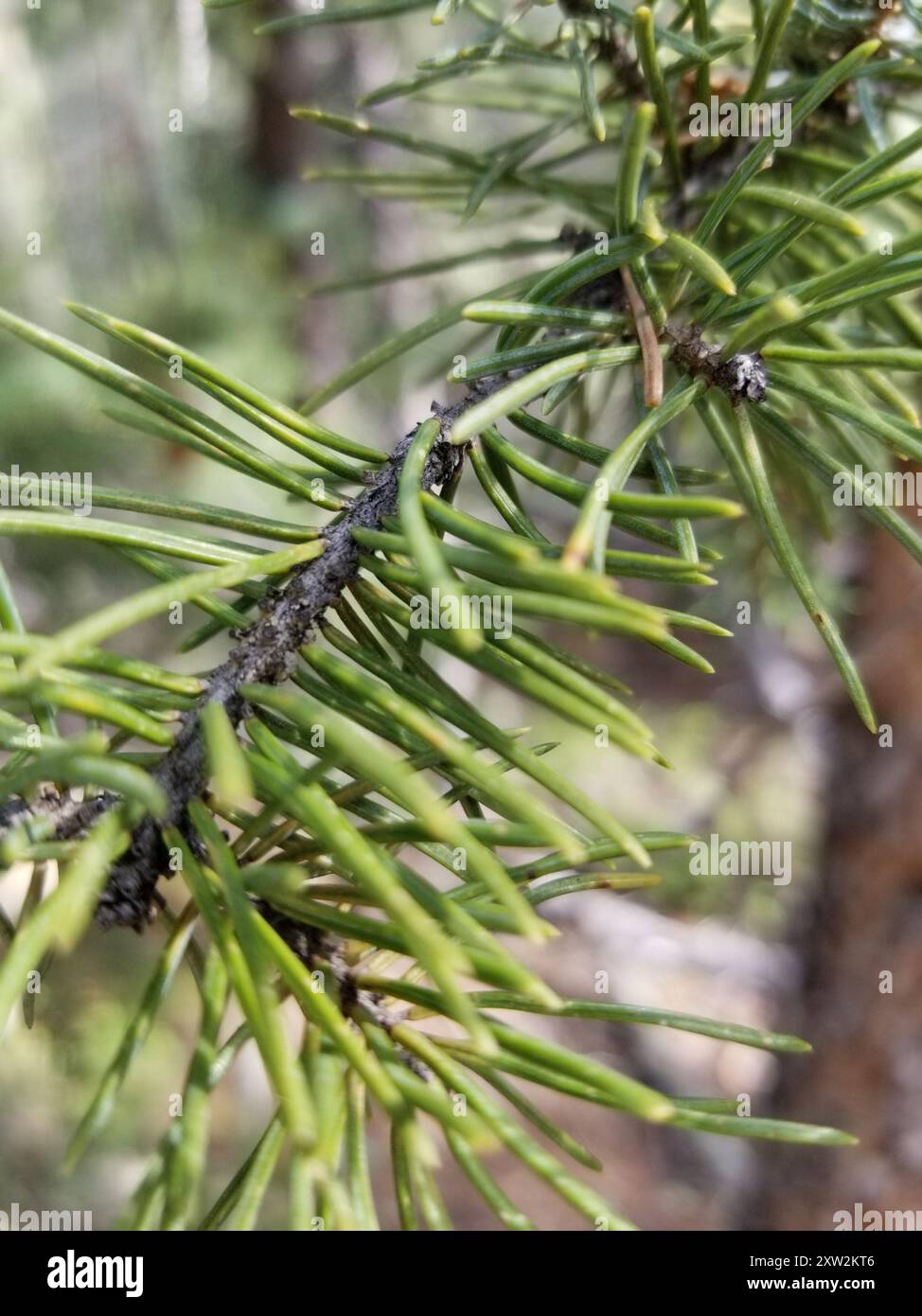 Engelmann spruce (Picea engelmannii) Plantae Stock Photo - Alamy
