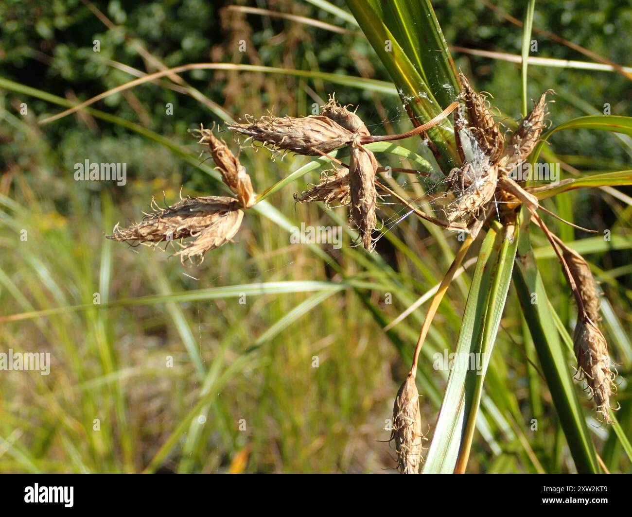 river bulrush (Bolboschoenus fluviatilis) Plantae Stock Photo - Alamy