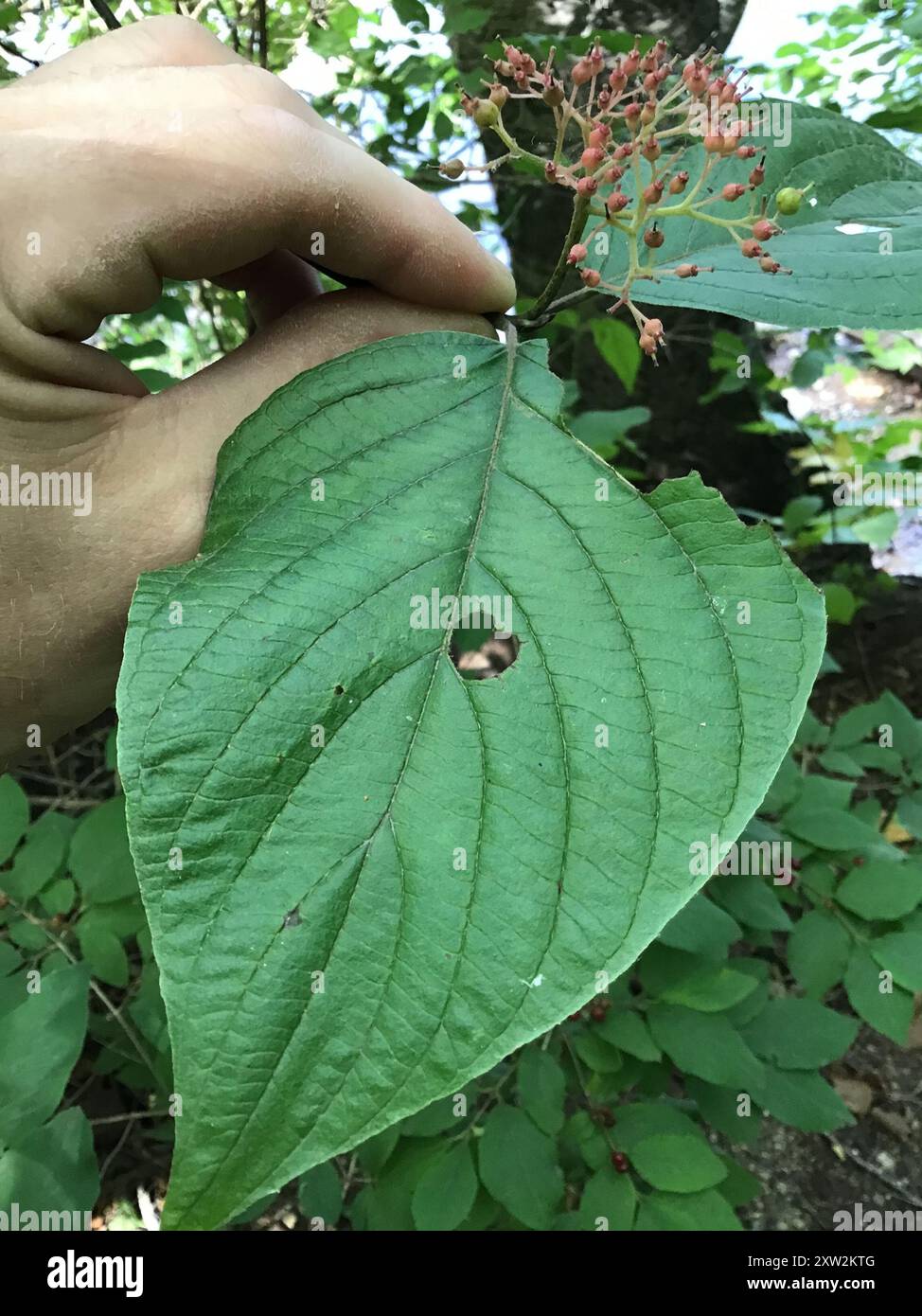 Round-leaved Dogwood (Cornus rugosa) Plantae Stock Photo - Alamy