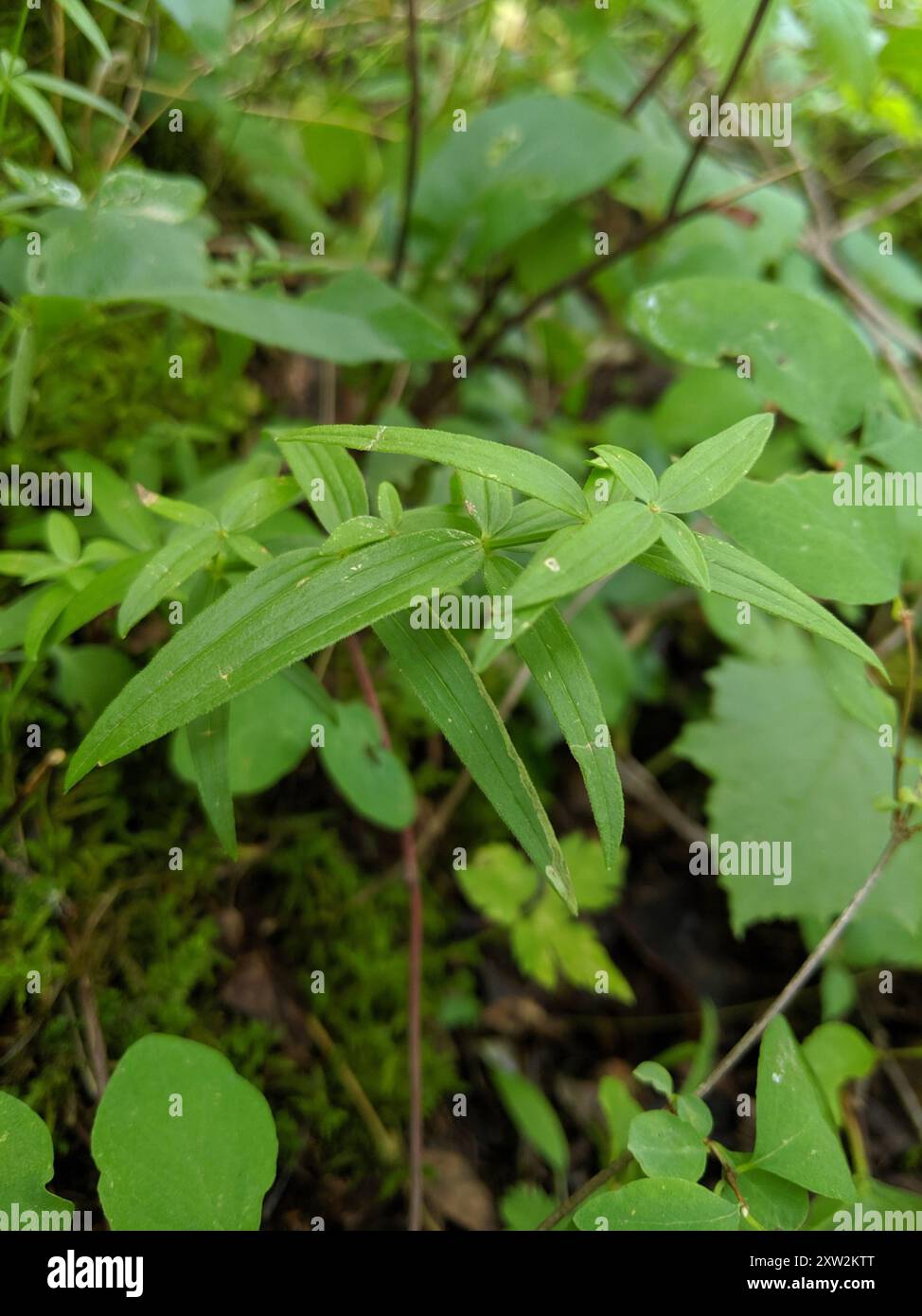 Northern Bedstraw (Galium boreale) Plantae Stock Photo - Alamy