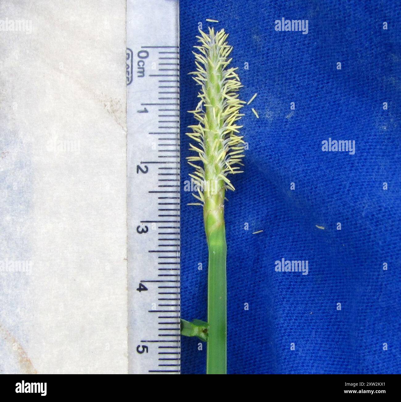 squarestem spikerush (Eleocharis quadrangulata) Plantae Stock Photo - Alamy