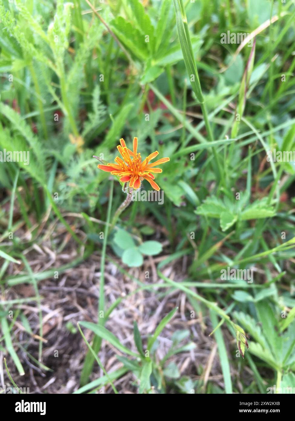 orange agoseris (Agoseris aurantiaca) Plantae Stock Photo - Alamy