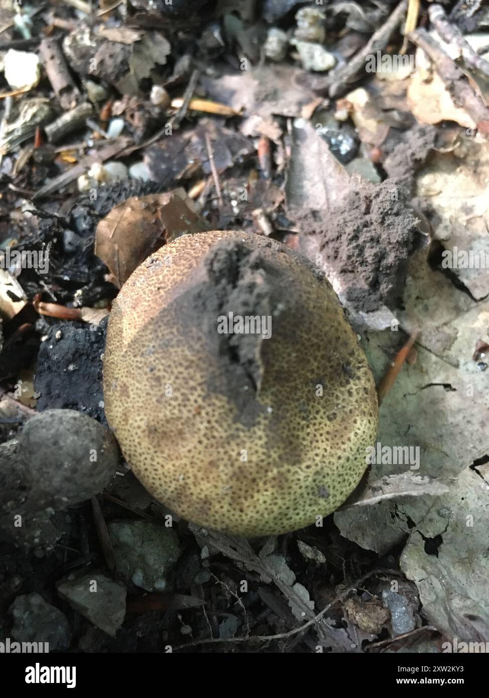 common earthball (Scleroderma citrinum) Fungi Stock Photo - Alamy