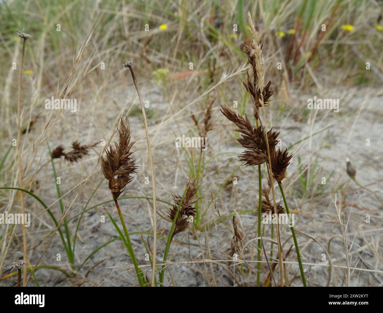 sand sedge (Carex arenaria) Plantae Stock Photo - Alamy