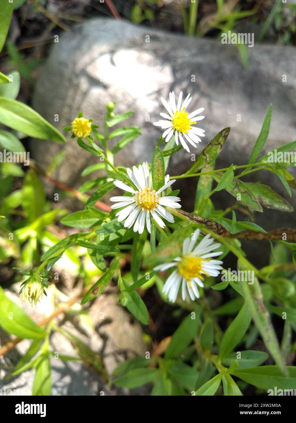 Tradescant's aster (Symphyotrichum tradescantii) Plantae Stock Photo ...