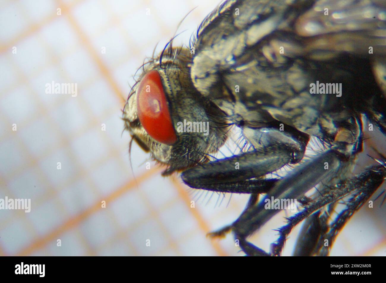 Common Flesh Flies (Sarcophaga) Insecta Stock Photo - Alamy