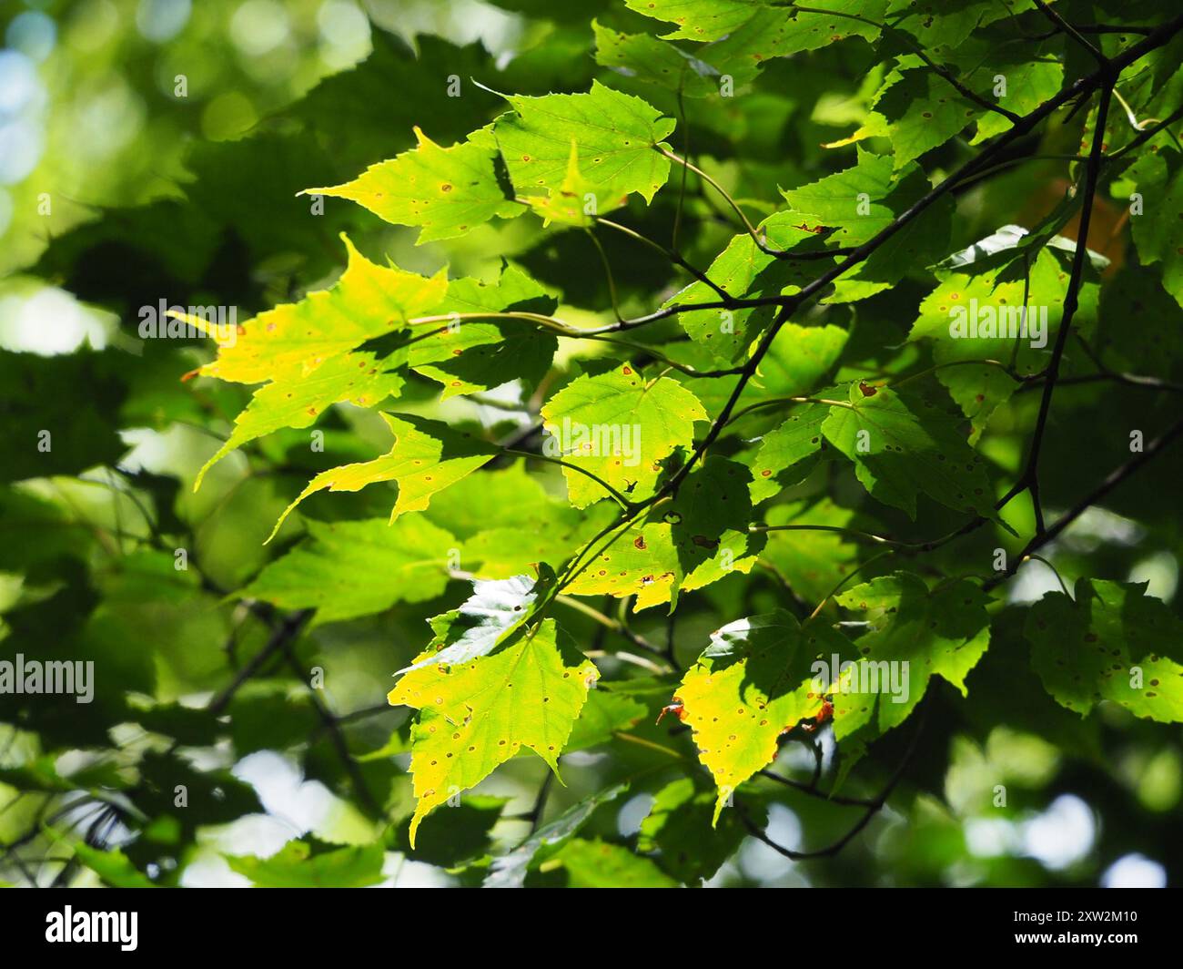 Taiwan Red Maple (Acer morrisonense) Plantae Stock Photo - Alamy