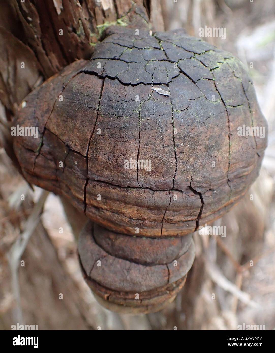 southern bracket (Ganoderma australe) Fungi Stock Photo - Alamy
