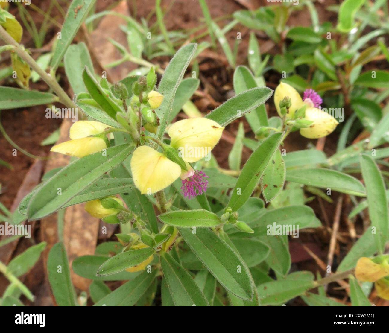(Polygala javana) Plantae Stock Photo - Alamy
