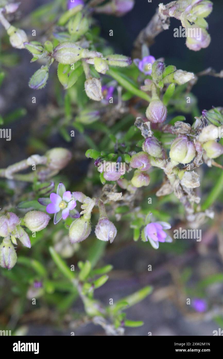 Saltmarsh Sand Spurry (Spergularia marina) Plantae Stock Photo - Alamy