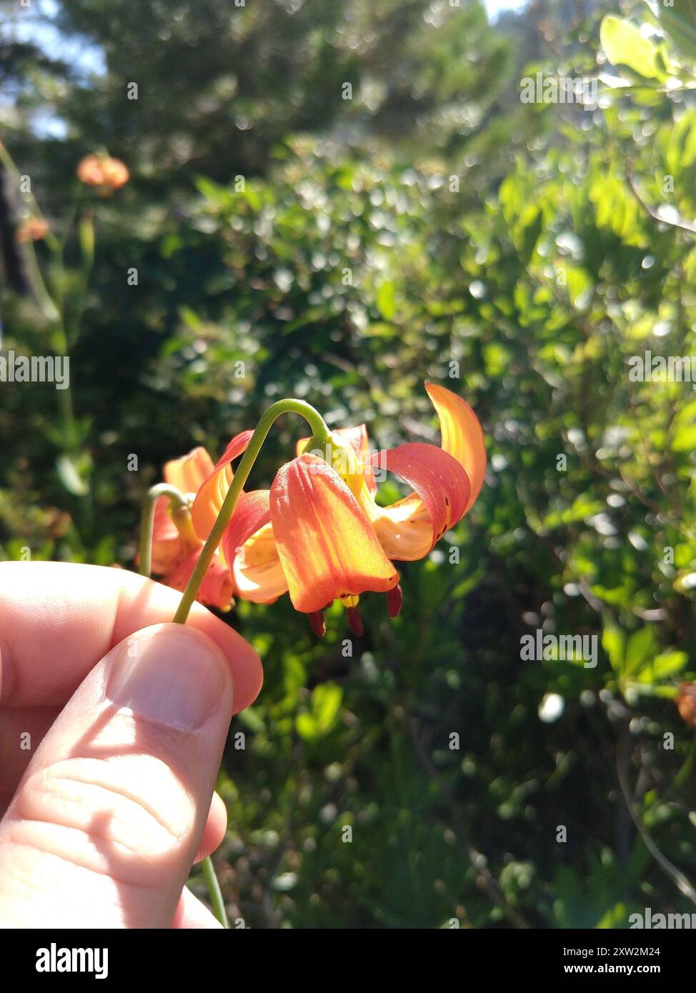 shasta lily (Lilium pardalinum shastense) Plantae Stock Photo - Alamy