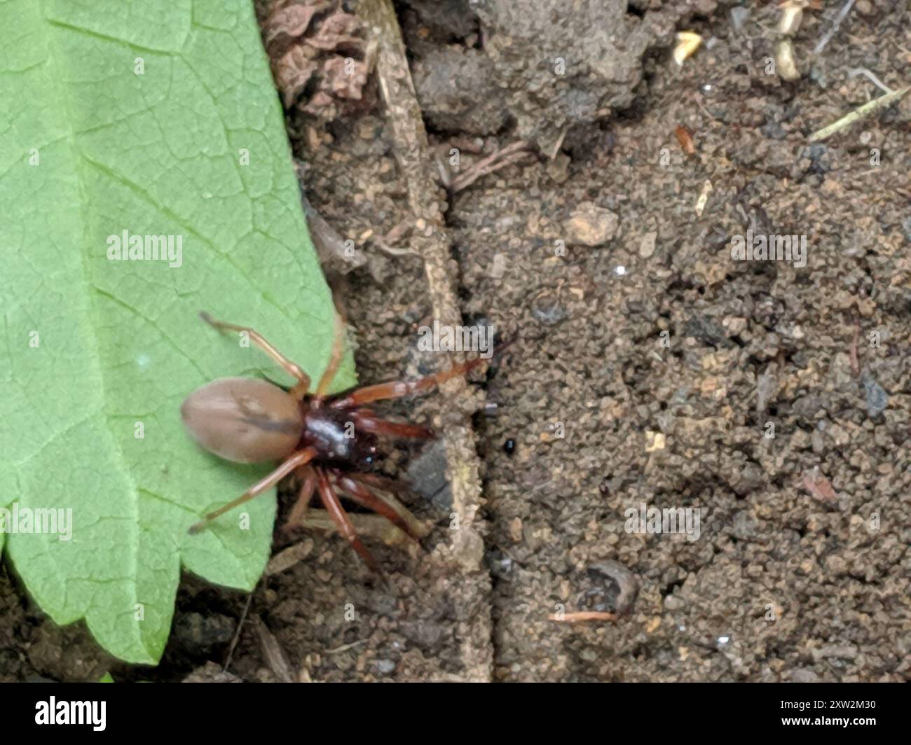 Broad-faced Sac Spider (Trachelas tranquillus) Arachnida Stock Photo ...