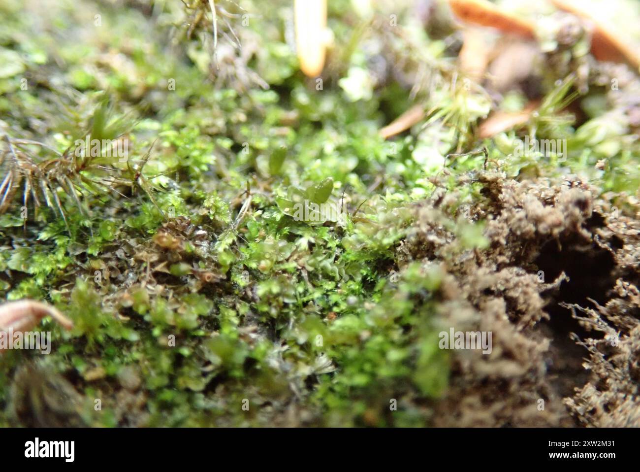 leafy and simple thalloid liverworts (Jungermanniopsida) Plantae Stock ...