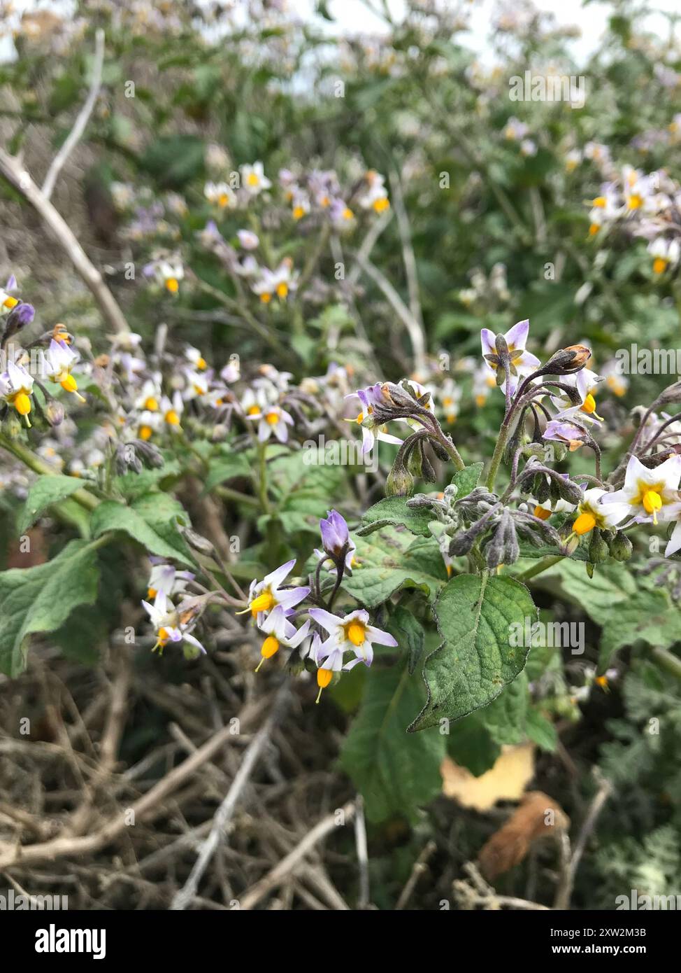 greenspot nightshade (Solanum douglasii) Plantae Stock Photo - Alamy