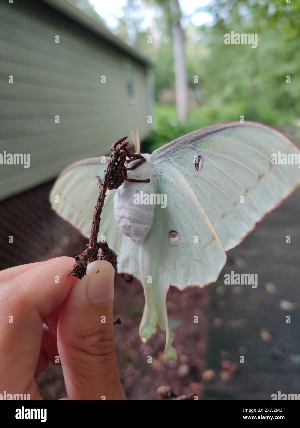 North American Luna Moth (Actias luna) Insecta Stock Photo - Alamy