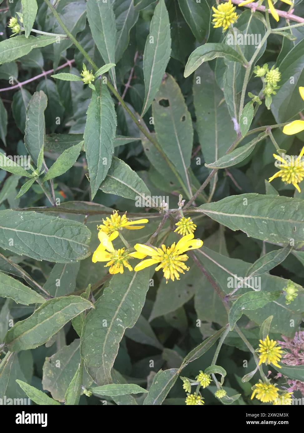 Wingstem (Verbesina alternifolia) Plantae Stock Photo - Alamy