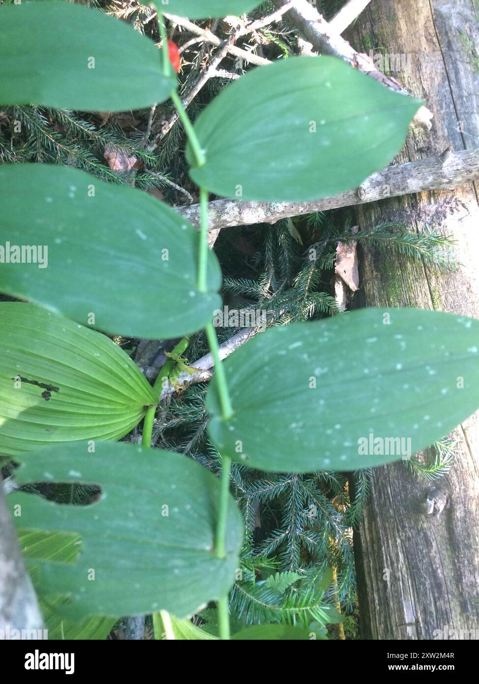 white twisted-stalk (Streptopus amplexifolius) Plantae Stock Photo - Alamy
