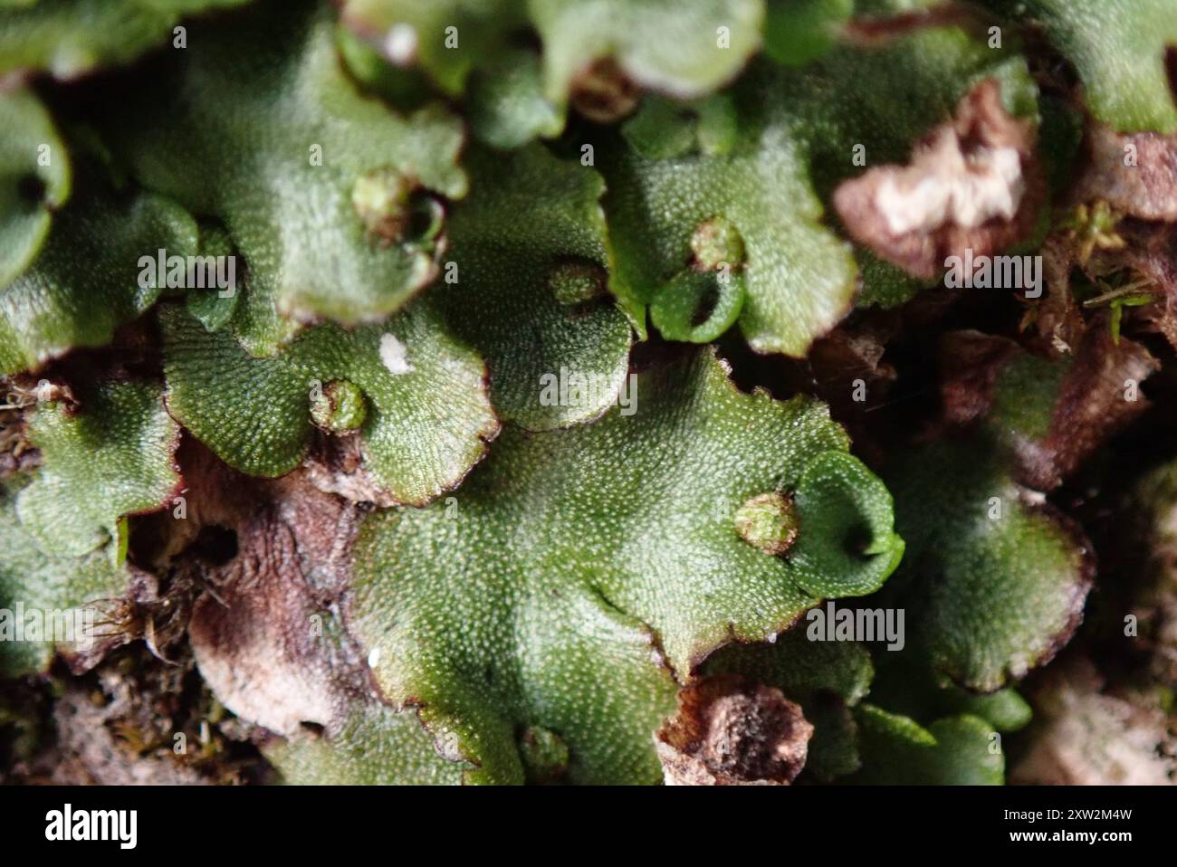 Narrow Mushroom-headed Liverwort (Marchantia quadrata) Plantae Stock ...