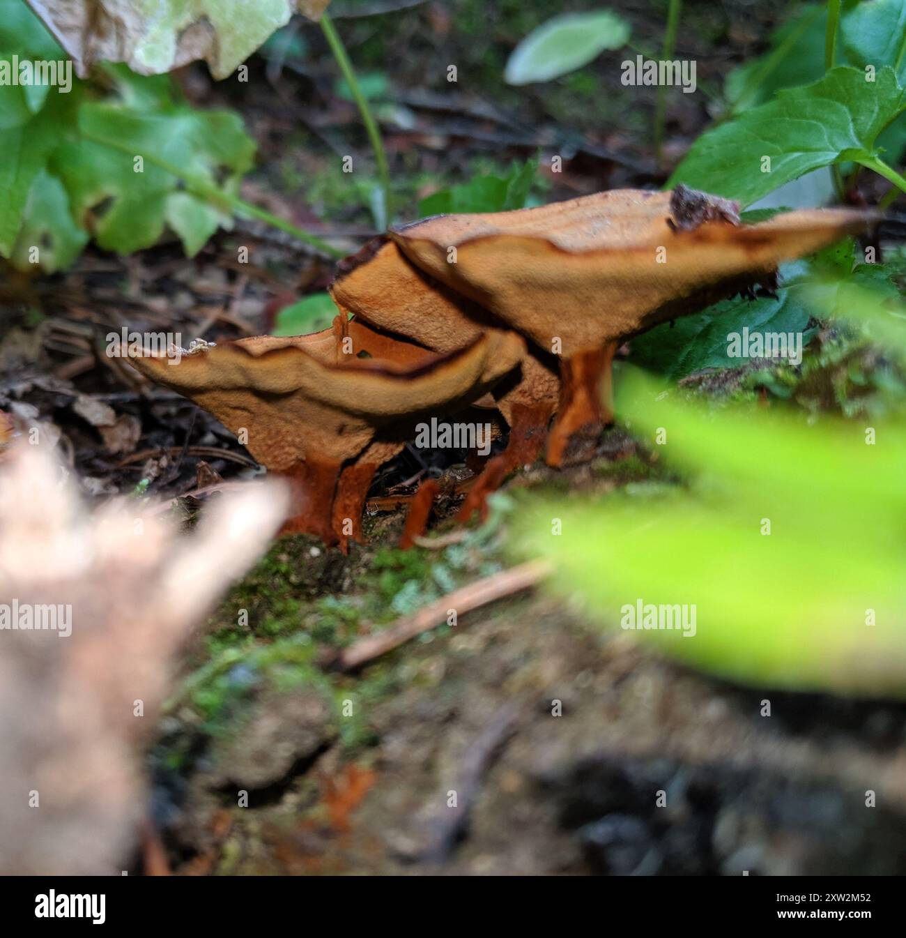 Brown Funnel Polypore (Coltricia perennis) Fungi Stock Photo - Alamy