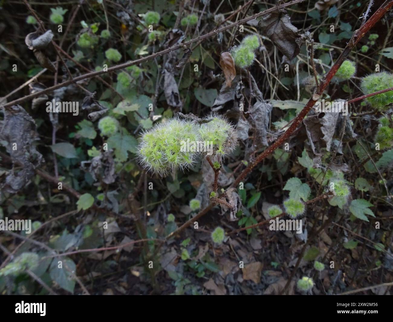 Himalayan nettle (Girardinia diversifolia) Plantae Stock Photo - Alamy