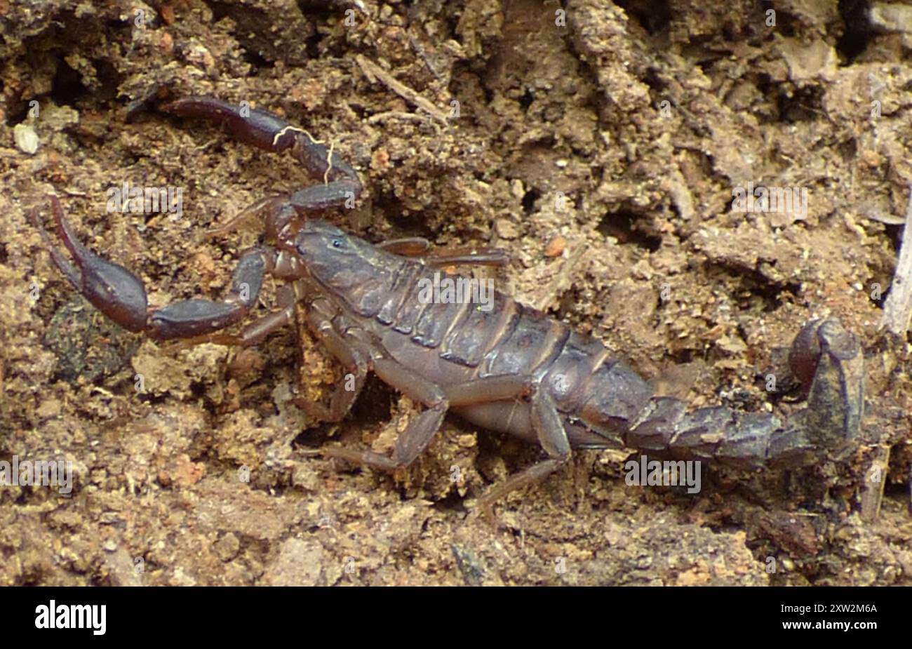Southern Devil Scorpion (Vaejovis carolinianus) Arachnida Stock Photo ...