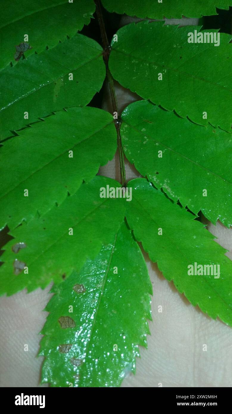 showy mountain-ash (Sorbus decora) Plantae Stock Photo - Alamy