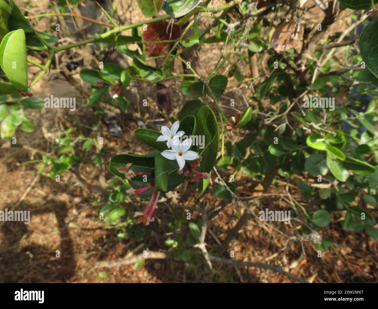 Bengal currant (Carissa carandas) Plantae Stock Photo - Alamy