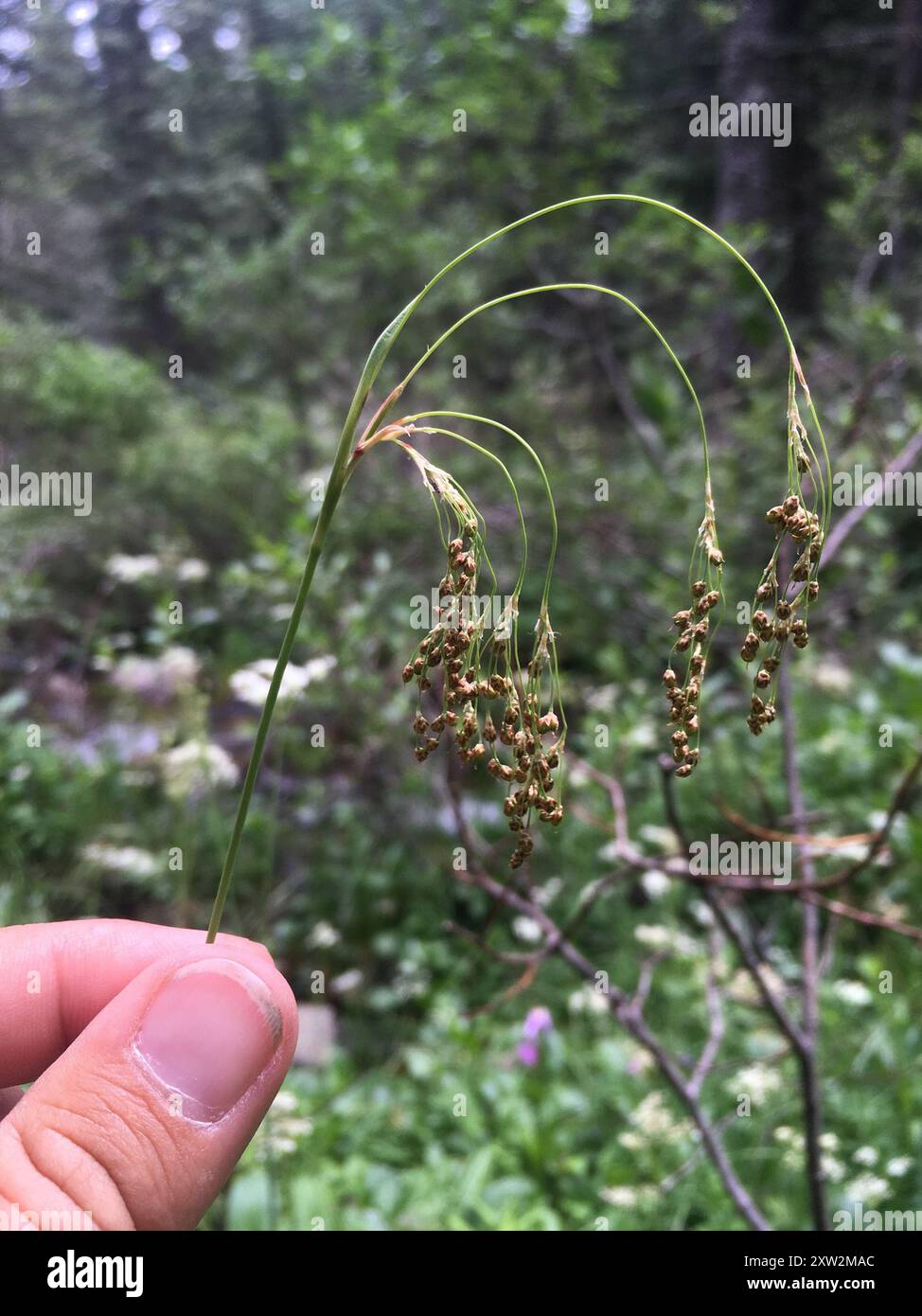 Small-flower Woodrush (Luzula parviflora) Plantae Stock Photo - Alamy