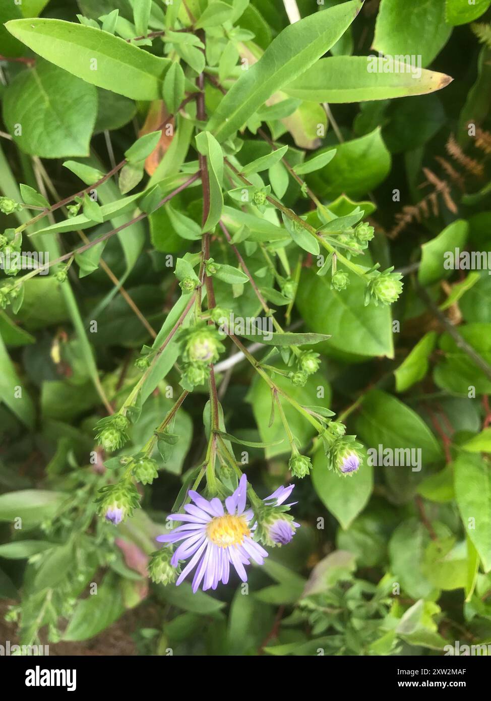 Pacific Aster (Symphyotrichum chilense) Plantae Stock Photo - Alamy