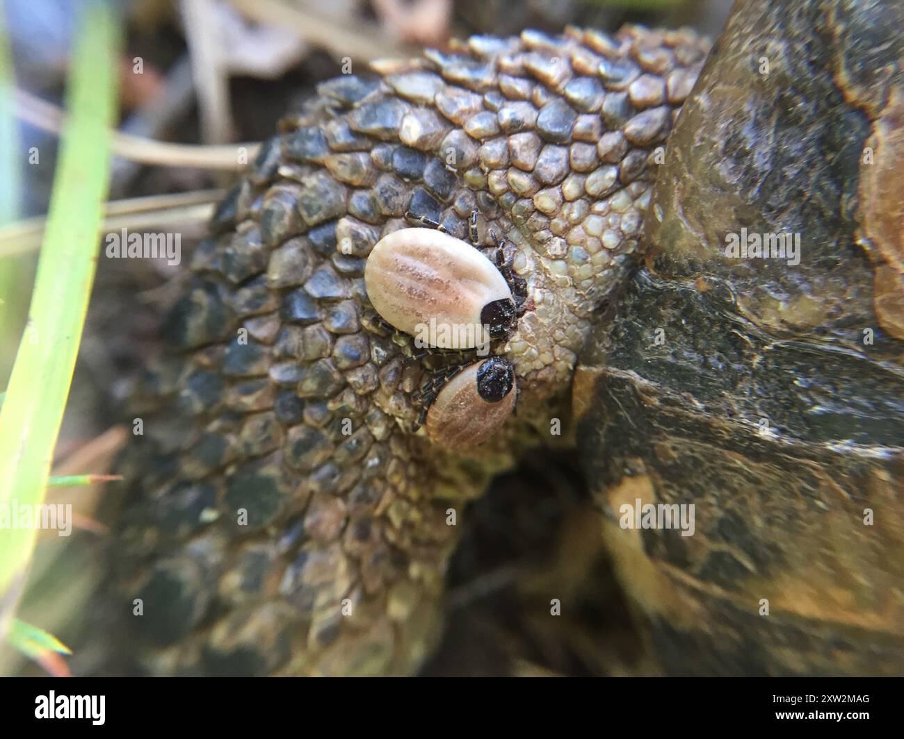 Tortoise tick (Hyalomma aegyptium) Arachnida Stock Photo - Alamy